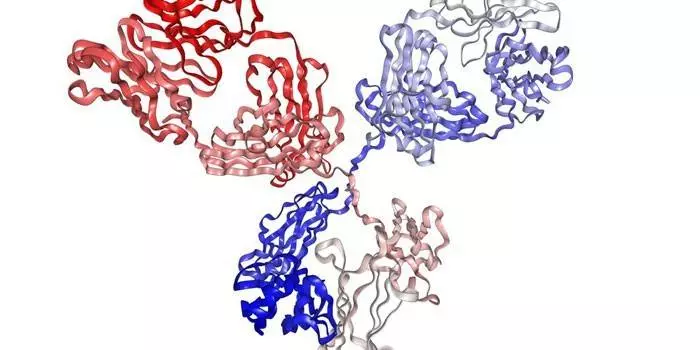 monoclonal antibodies များ၏ဖွဲ့စည်းတည်ဆောက်ပုံ