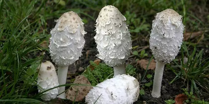 Li-mushroom tsa bolokoe