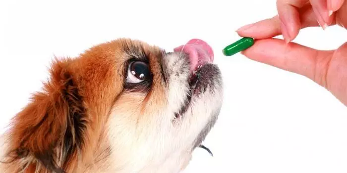 เห็บเม็ดสำหรับสุนัข - คำแนะนำสำหรับการใช้ยาผลข้างเคียงและบทวิจารณ์