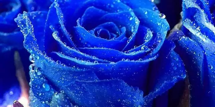 Bluu rose bud