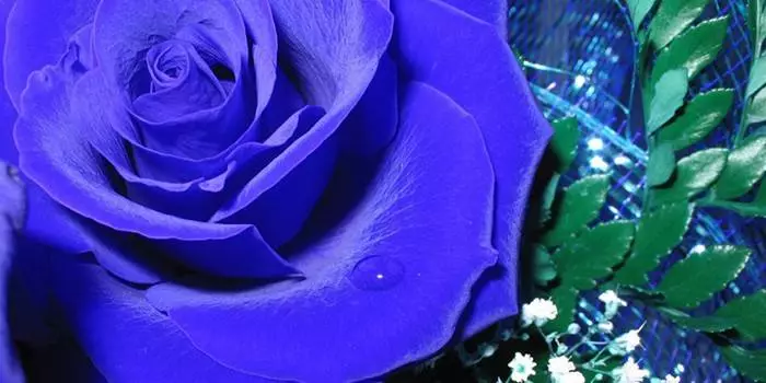 Mawar dengan kelopak biru