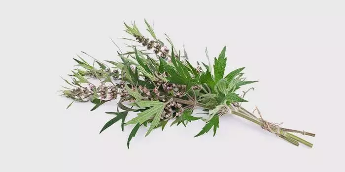 Motherwort yekurapa kwekuoma munzvimbo yepedyo