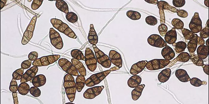 Kubalana kwa fungus alternaria alternata