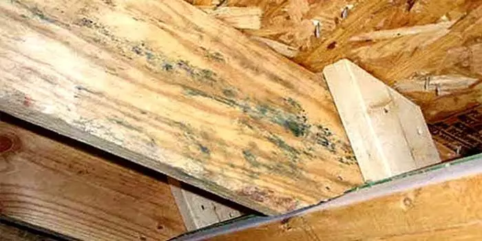 Schimmel auf Holz