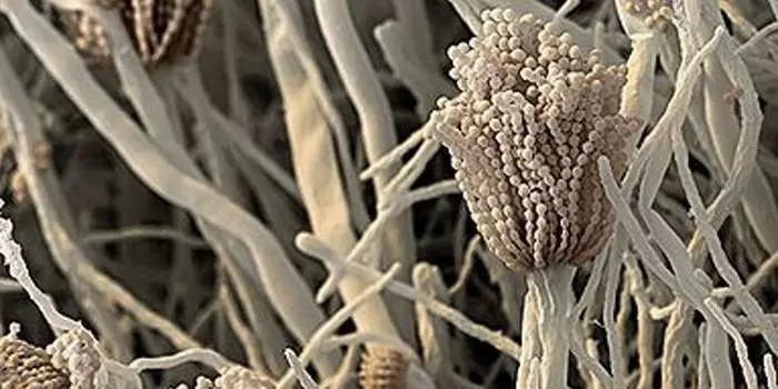 Мөөгөнцрийн харшлын aspergillus fumigatus