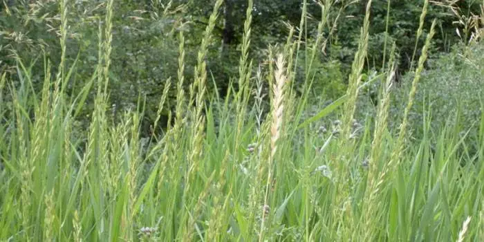 Ang Wheatgrass na gumagapang na halaman sa kagubatan