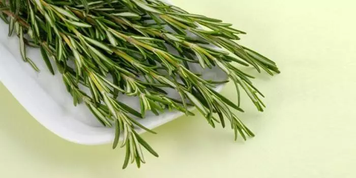 Nthambi zatsopano za officinalis rosemary