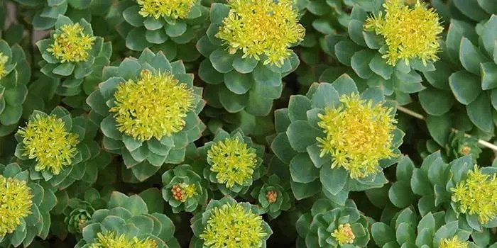 Kukkiva rhodiola rosea