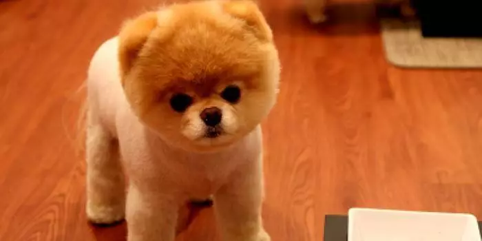 Chyo Pomeranian