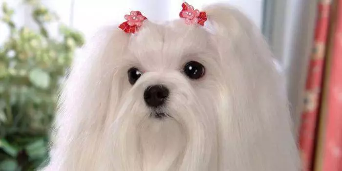 Bichon chen frize