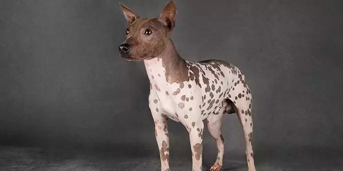 American Hairless Terrier