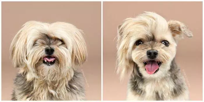 Yorkshire terriers