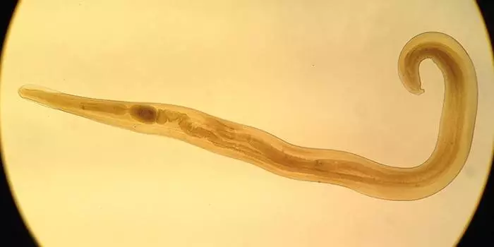 Krimb pinworm