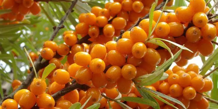 Zipatso za Sea buckthorn panthambi