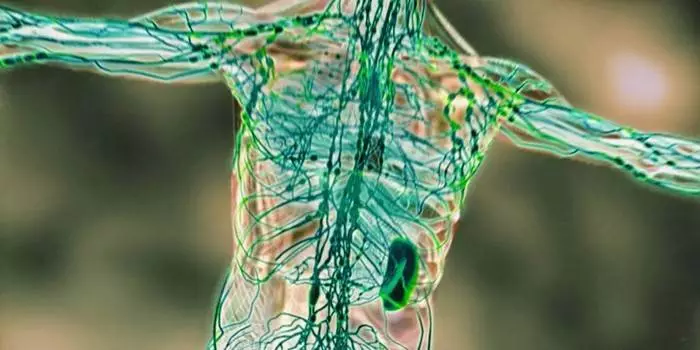 Shema človeškega limfnega sistema