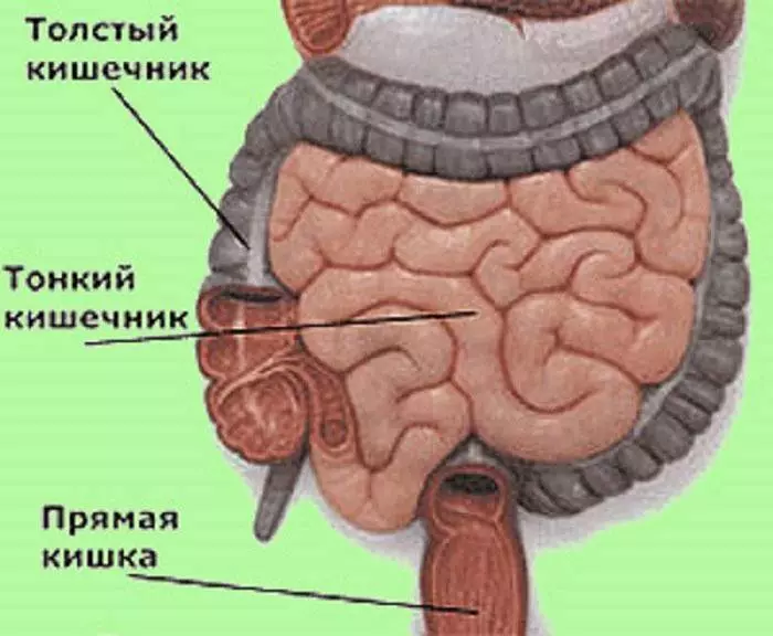 Intestino y su estructura