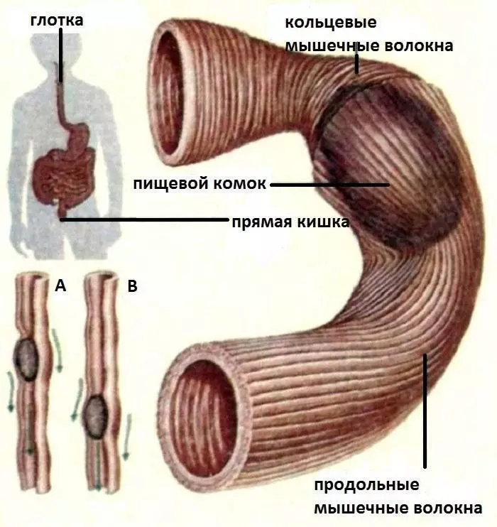 Contracción de los músculos intestinales.