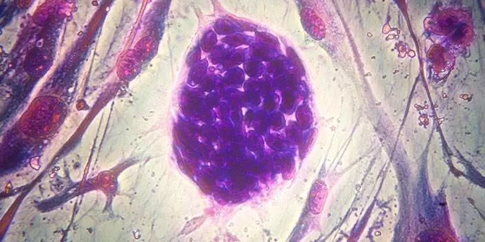 Foetale stamcellen onder een microscoop