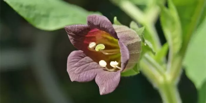 बेलाडोनाचे फूल