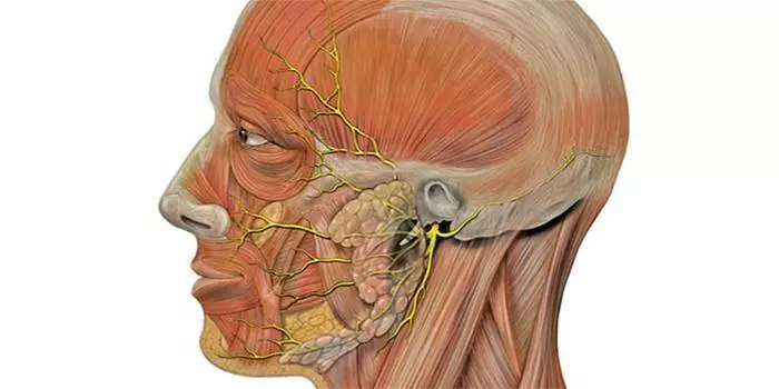 Ọkpụkpụ akwara mmadụ