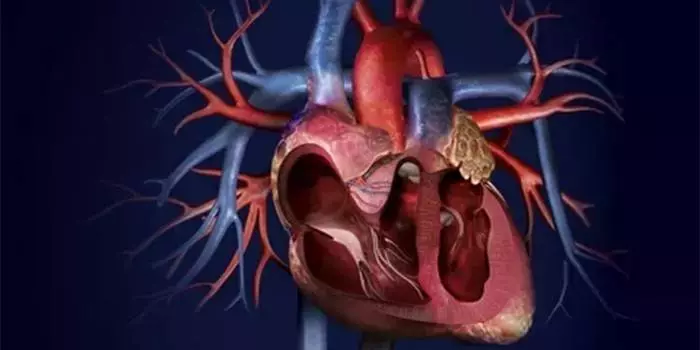 Зүрх ба цусны судаснууд