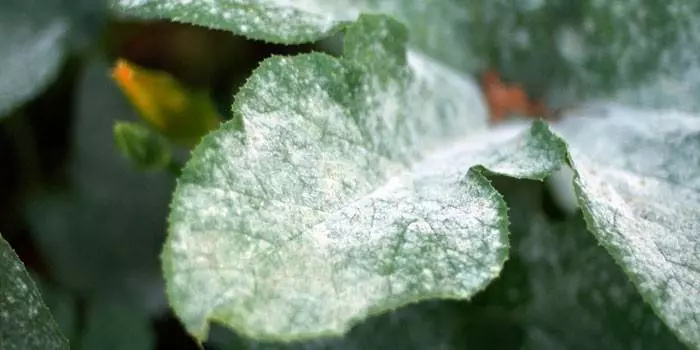 Cendawan serbuk pada daun