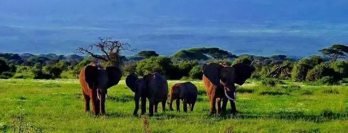 Amboseli National Reserve hauv Kenya
