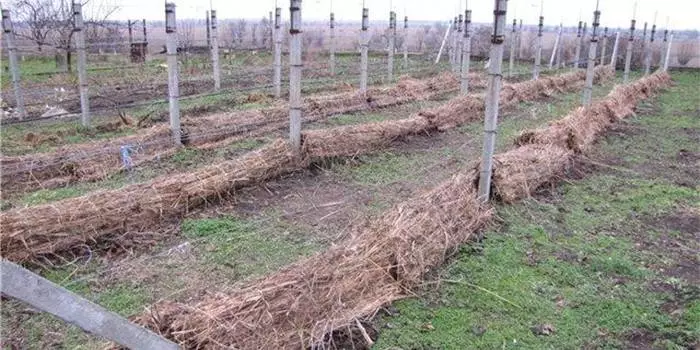 Grapes covered with straw for the winter