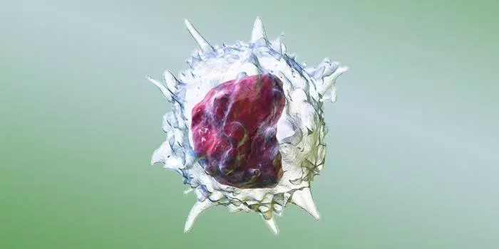 Monocyty jsou zvýšené v krvi dítěte a dospělého - funkce buněk a proč dochází ke zvýšení