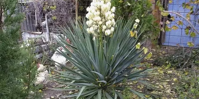 Virágzó Yucca fonalas a kertben