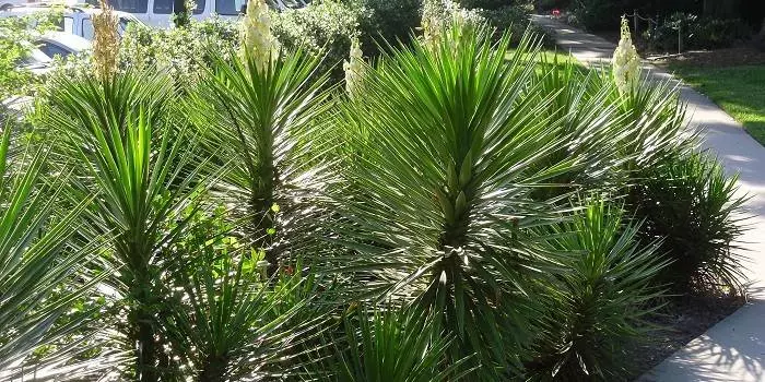 Yucca aloifolia i landskabsdesign