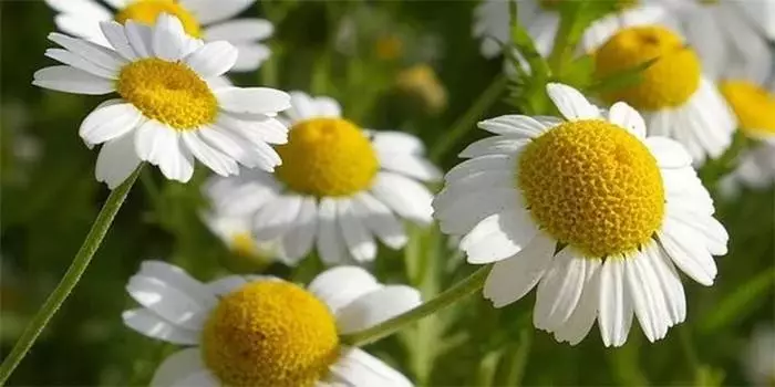 Flores de manzanilla