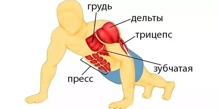 Muscle groups involved in push-ups from the floor