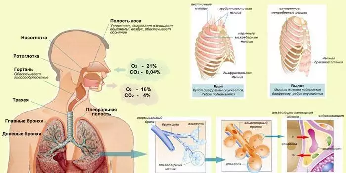 人間の呼吸器系の器官