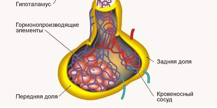 Diagram over strukturen i hypofysen