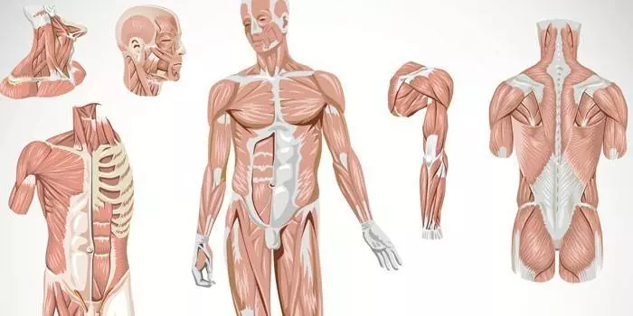 Strukturen af ​​det menneskelige muskuloskelet