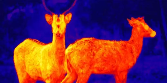 Heywan ji hêla kamera infrared ve hatine kişandin