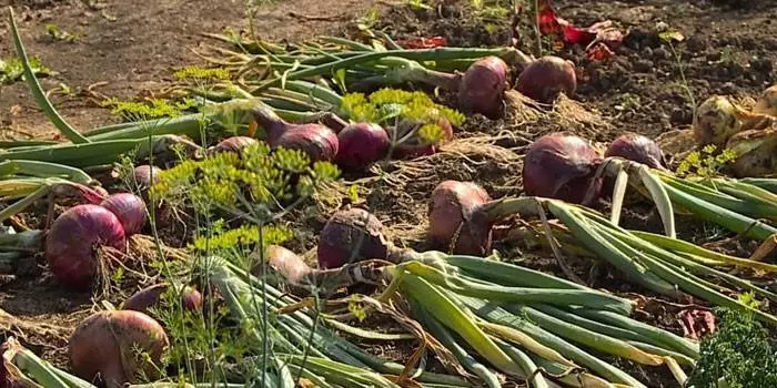 Boog met groene pijlen in de tuin