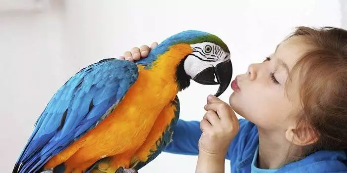 Pravila za učenje papiga da govore