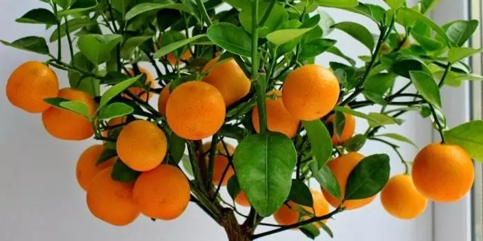 Tangerine pyebwa