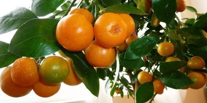 Tangerine pyebwa nan yon chodyè