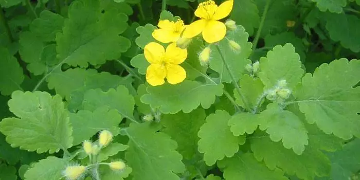 Pagtanum sa celandine sa bukid