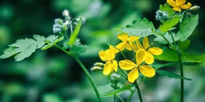 ປູກ celandine