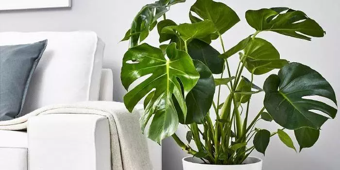 Monstera ösümligi