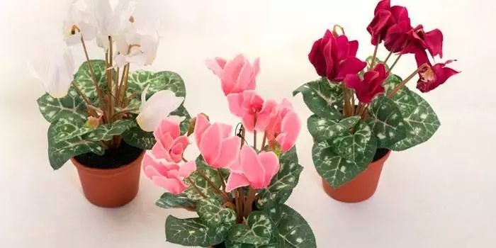 Cyclamens ao anaty vilany