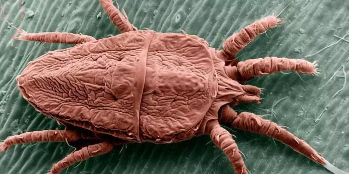 Scabies mite