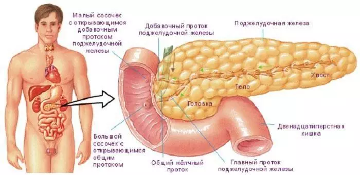 La estructura del páncreas.