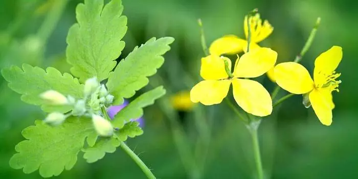 Celandine stems