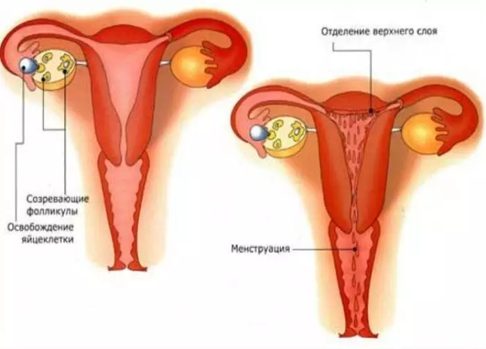 Faze menstrualnega ciklusa