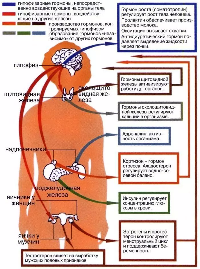 Hormmòn pitwitèr ak fonksyon nan tete yo antérieure ak posterior nan glann lan